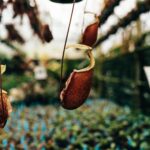 Nepenthes Pitcher Plant: The Best 10-Step Guide To Care For Beginners ...