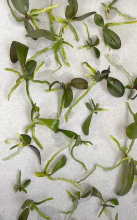 Cultivating Orchids 101+Best Expert Tips For Flourish And Multiply Success"