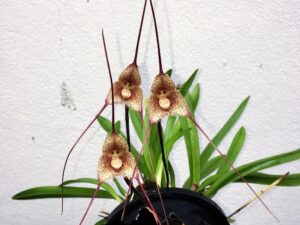 Monkey Face Orchids 101: A Beginner's Guide To Care And Growth Tips ...
