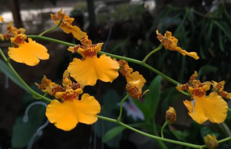 Oncidium (Dancing Lady Orchid): In-Depth Care Guide For Beginners ...