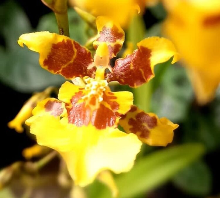 Oncidium (Dancing Lady Orchid): In-Depth Care Guide For Beginners ...