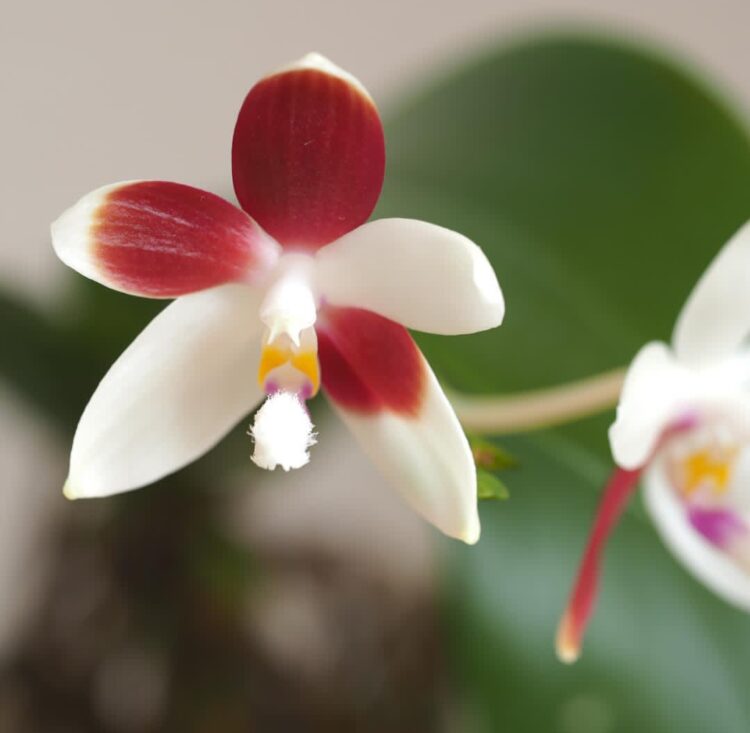 Mini Orchids : Unraveling The Best Top 10 Mini Varieties To Mount On ...