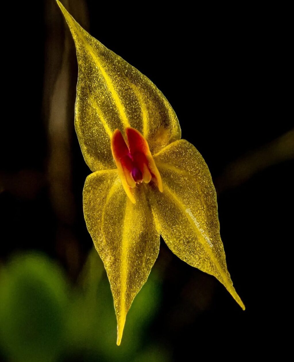 Mini Orchids : Unraveling The Best Top 10 Mini Varieties To Mount On ...