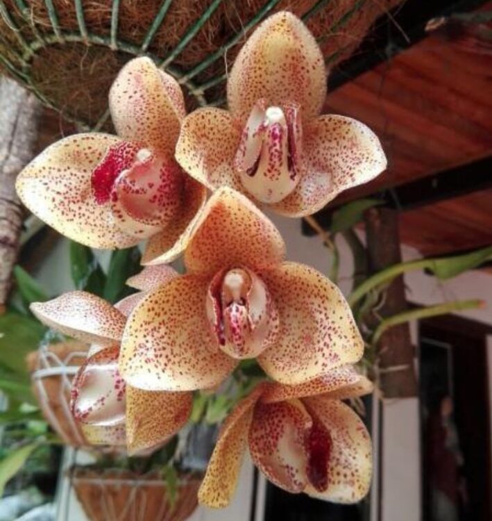 10 Orchid Varieties Perfect For Hanging Baskets