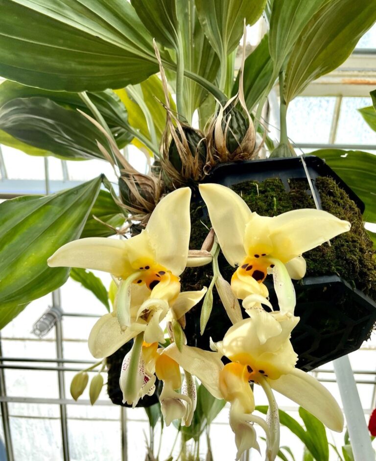 10 Orchid Varieties Perfect For Hanging Baskets - Freeplantscare