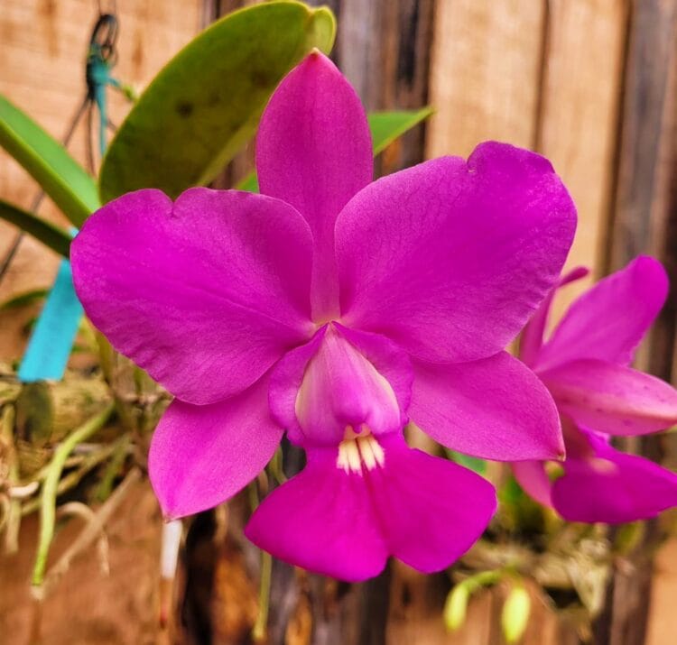 Cattleya Orchid Varieties: 10 Best To Grow Now