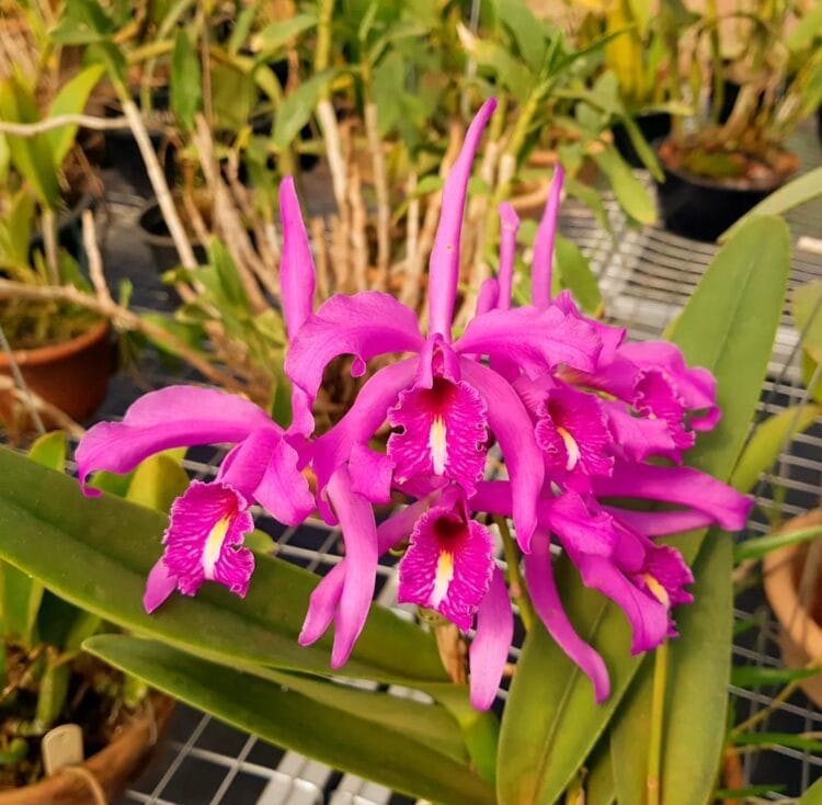 Cattleya Orchid Varieties: 10 Best To Grow Now