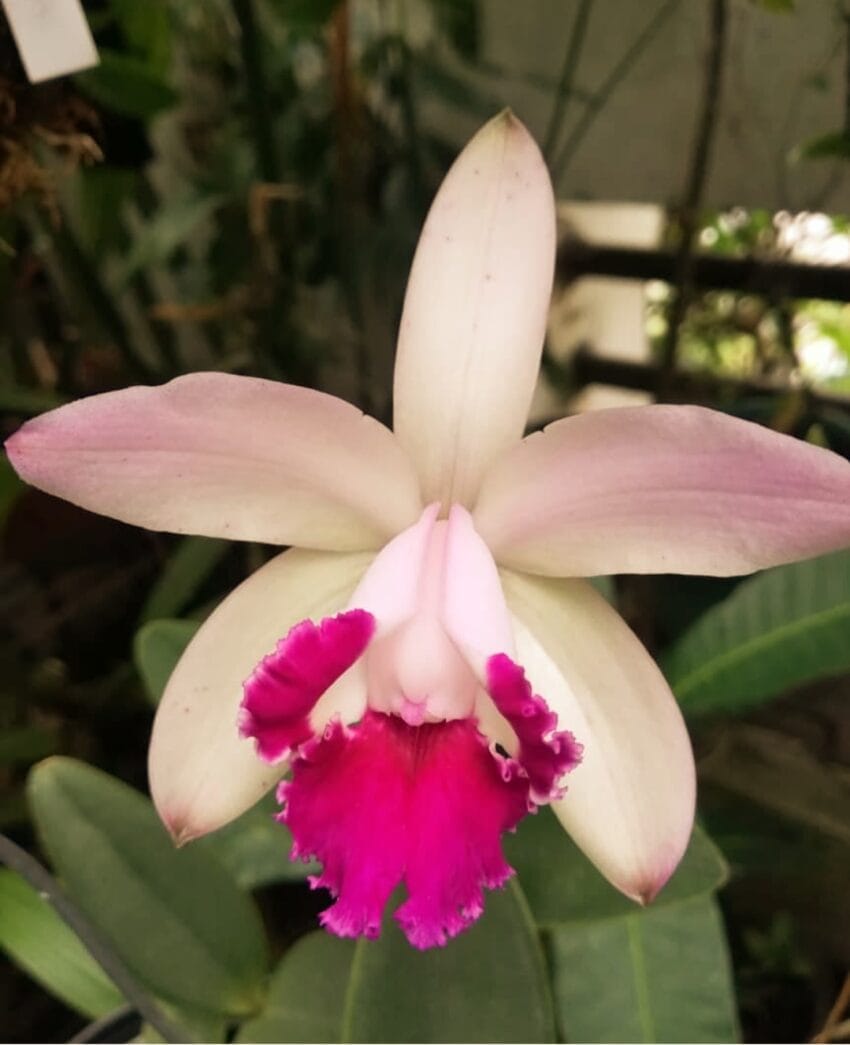 Cattleya Orchid Varieties: 10 Best To Grow Now