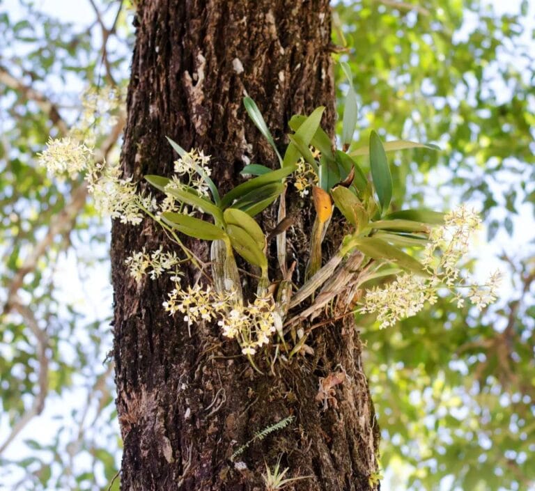 Orchid Fertilizer: Liquid Vs Granular Pros And Cons - Freeplantscare