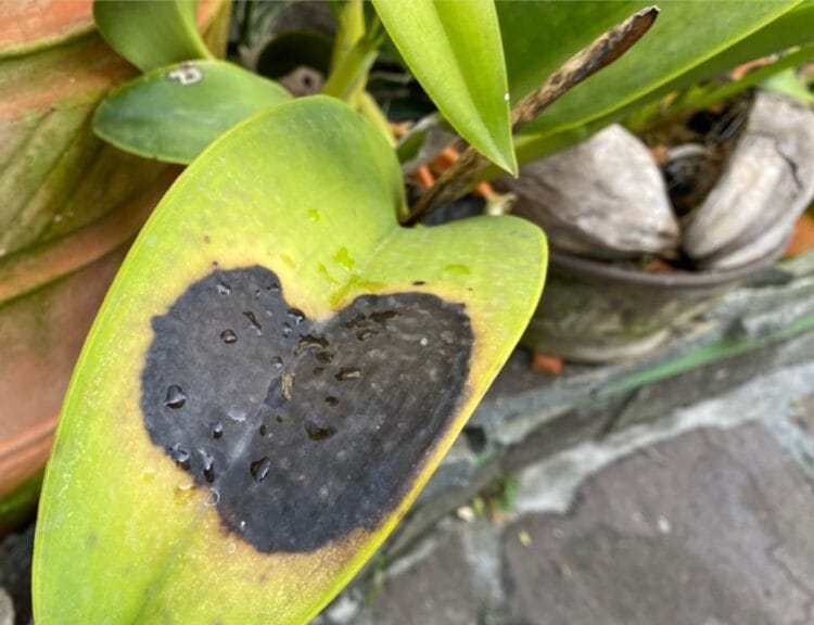 Orchid Sunburn: Problem Overview And Fixes - Freeplantscare