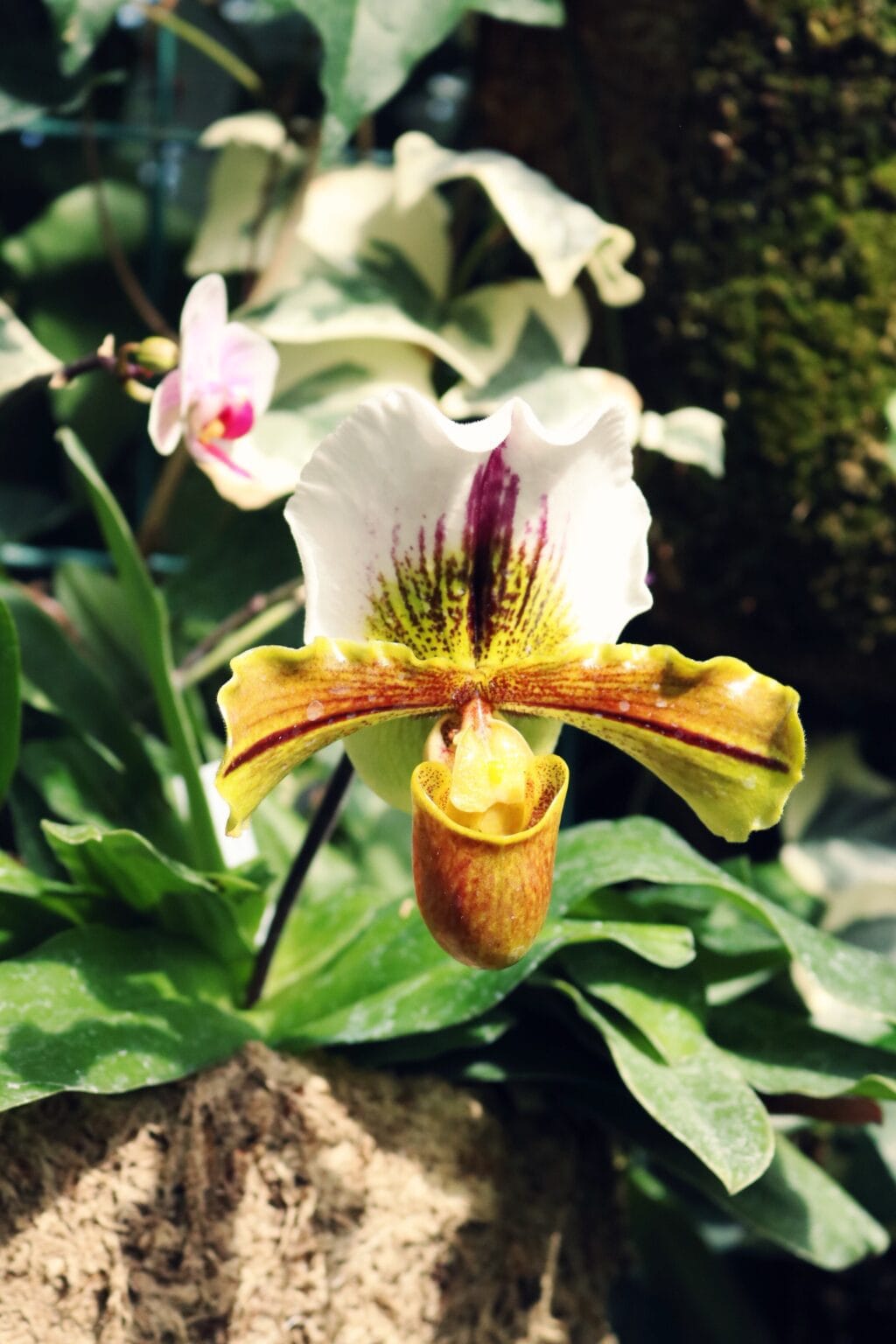Orchid Fertilizer: Liquid Vs Granular Pros And Cons