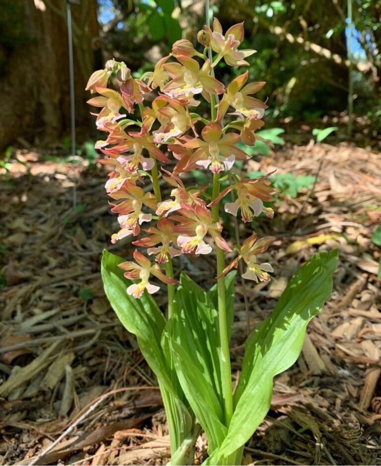 10 Best Ground Orchids That Can Be Grown In The Ground - Freeplantscare