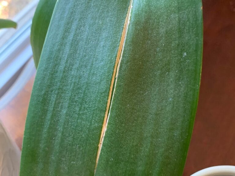 Orchid Leaves Split: Best 12 Reasons Behind Orchid Leaf Splitting ...