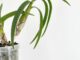 Dendrobium Orchid Care: 7 Expert Steps For Thriving Orchids In The USA