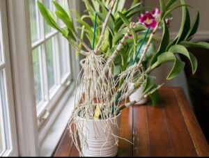 Velamen 101: The Remarkable Water-Absorbing Tissue In Orchid Roots ...