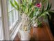 Velamen 101: The Remarkable Water-Absorbing Tissue In Orchid Roots