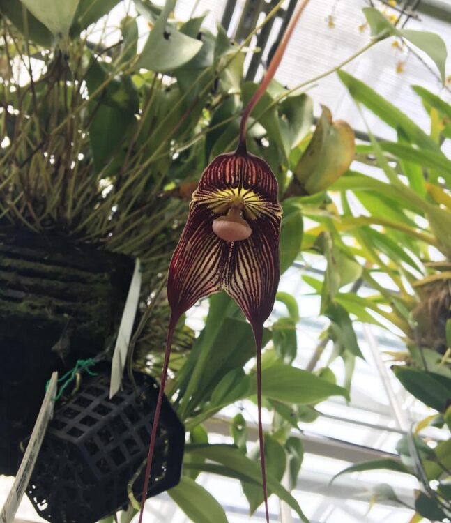 Monkey Face Orchids: 10 Best Ways To Care And Cultivate Them ...