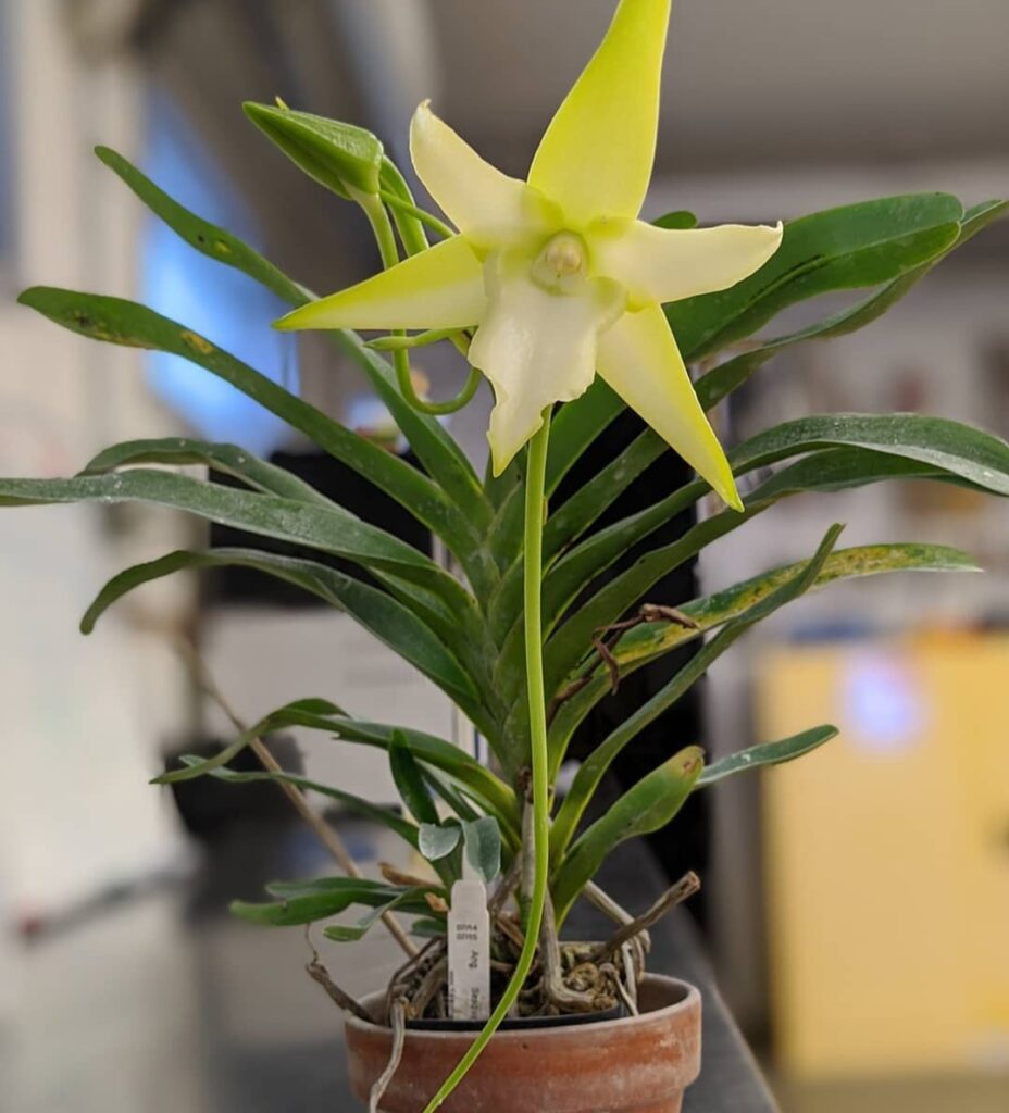 Best 10 Must-Have Angraecum Orchids Varieties For Home Gardens