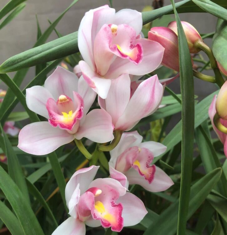 Christmas Orchids: 20 Best Varieties To Brighten Your Festive Season ...