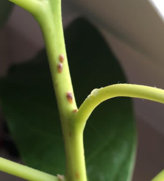 Orchids Pest Control: 10 Pests And Step-by-Step Fixes - A Beginner's ...