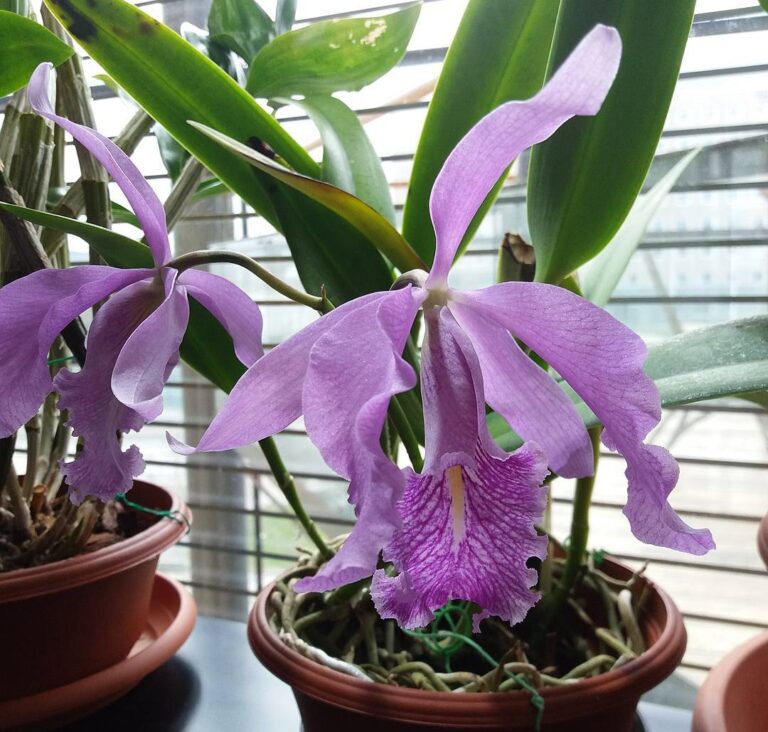 Orchid Obsession: Exploring The Top 10 Cattleya Varieties Every ...