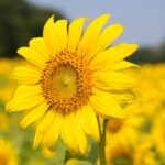 Sunflower: The Best Top 18 Sunflower And Vastu Secrets For Good Luck