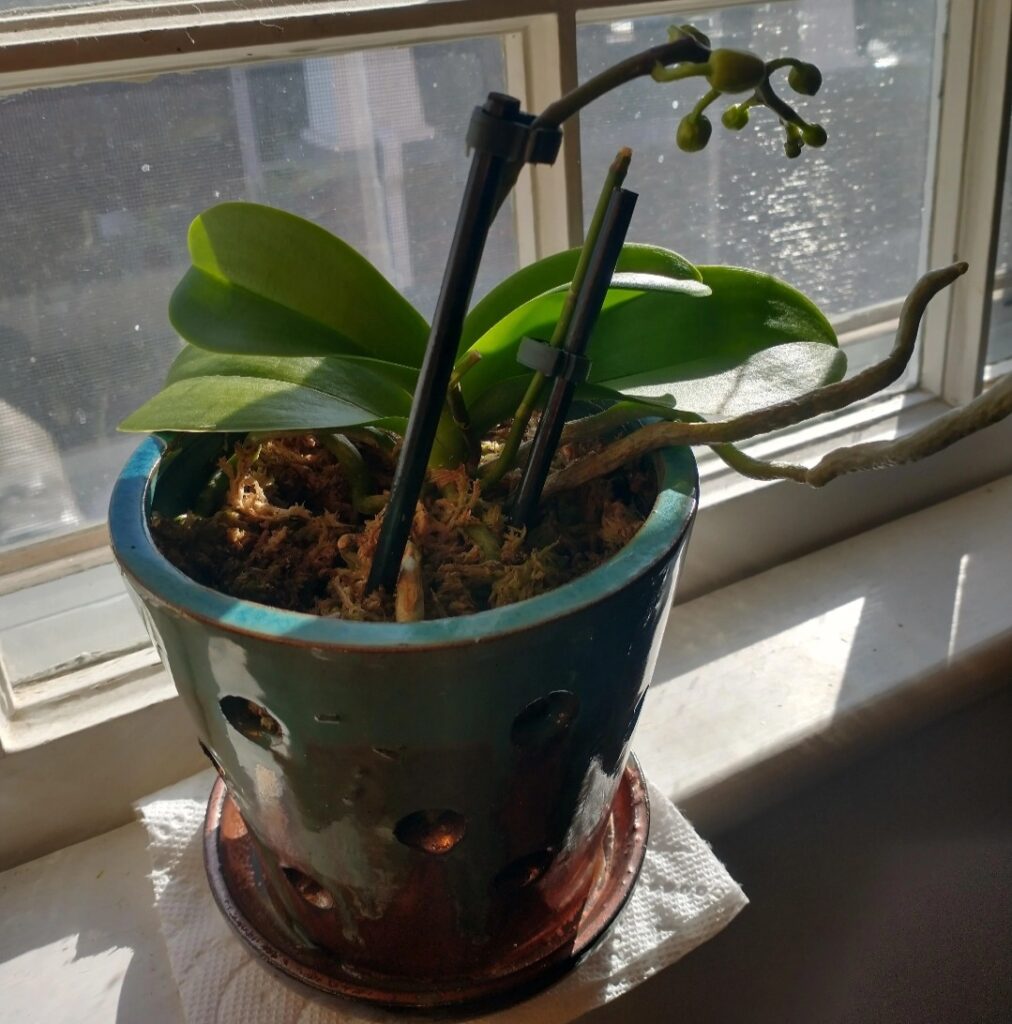 A Guide To Orchid Reblooming: Nurturing Your Orchid For A Burst Of ...