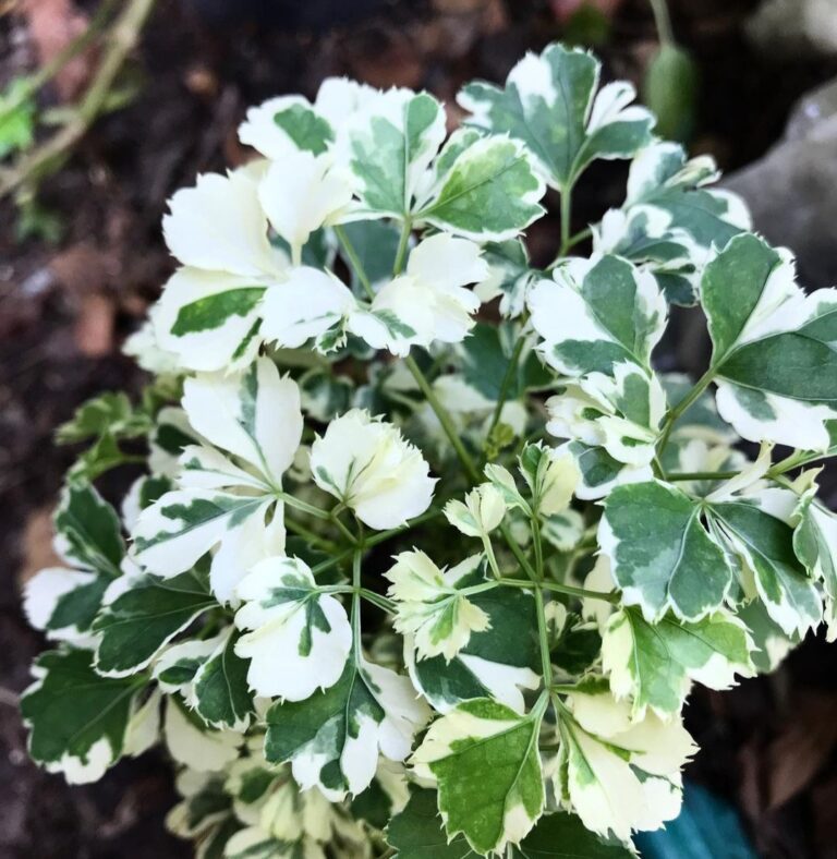 Ming Aralia Plant: Best 7-Step Beginner’s Guide To Perfect Care ...