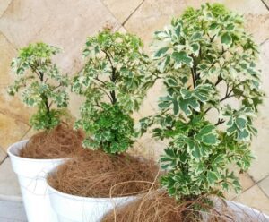 Ming Aralia Plant: Best 7-Step Beginner’s Guide To Perfect Care ...