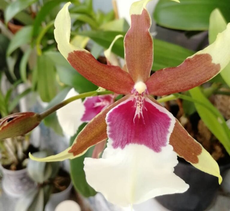 10 Best Ground Orchids That Can Be Grown In The Ground