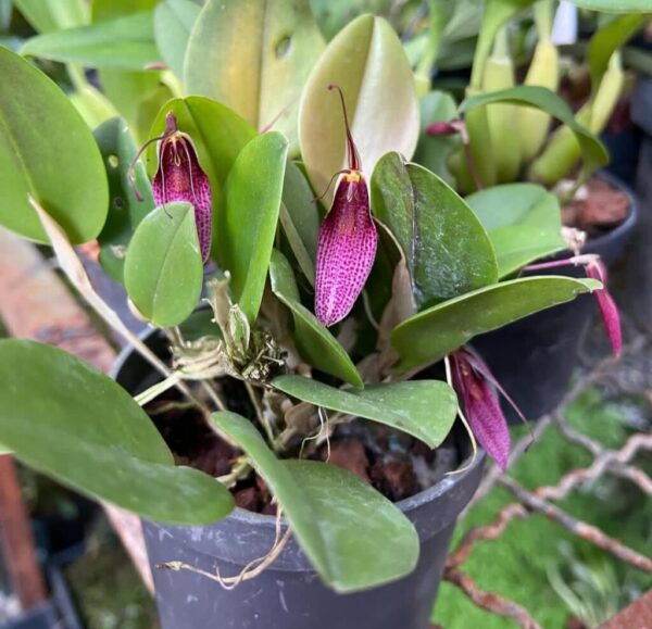 Restrepia Orchid Care Tips: The 10 Best Step-by-step Guides To Caring ...
