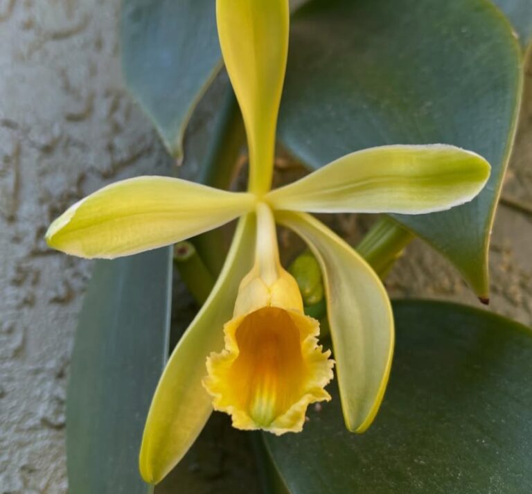 Vanilla Orchids Care: 7 Best Tips To Grow Vanilla Planifolia ...