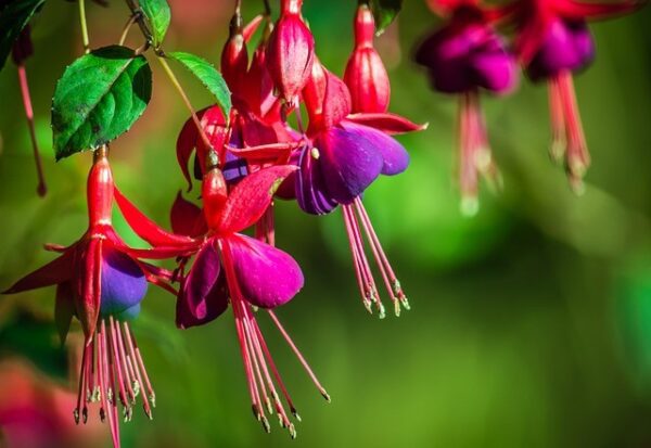 California Fuchsia Care: 10 Powerful Tips For Beginners To Grow ...