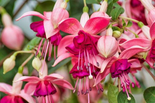 California Fuchsia Care: 10 Powerful Tips For Beginners To Grow ...