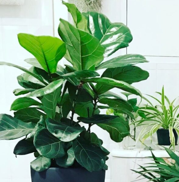 Fiddle Leaf Fig Plant Care 101: Everything You Need To Know ...