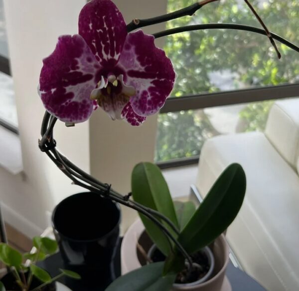 Orchid Flowers Keep Falling Off: 10 Shocking Reasons And Solutions ...