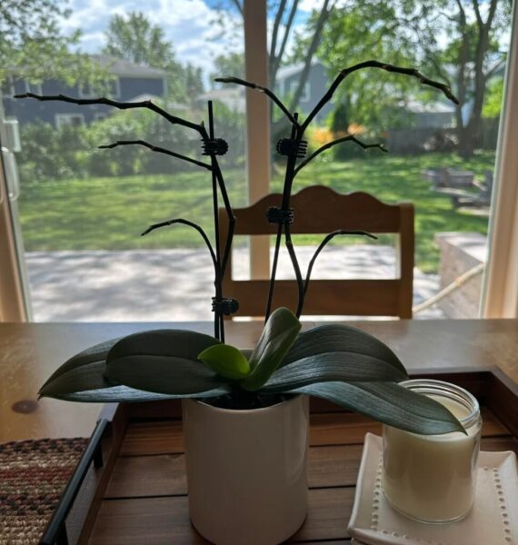 Orchid Flowers Keep Falling Off: 10 Shocking Reasons And Solutions ...