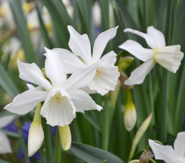 White Daffodils: 10 Best Care Secrets You Must Know - Freeplantscare