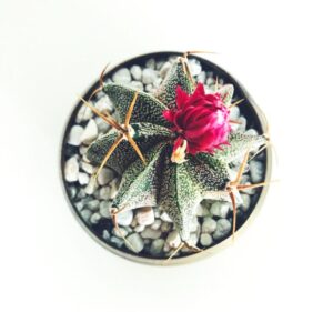 The Best 21 Most Expensive Cactus In The World Could Be Worth A Fortune!