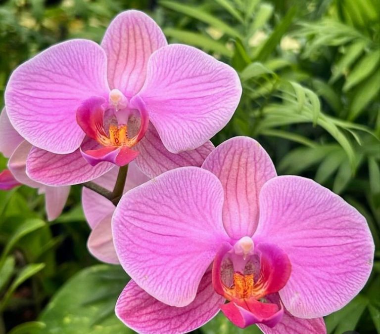 The Best Signs That Your Orchids Are Happy - Freeplantscare