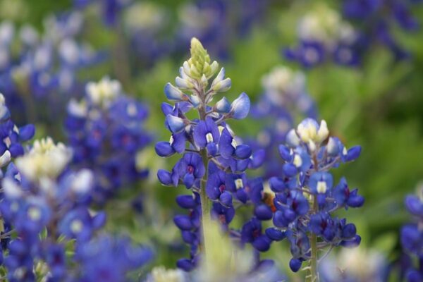 Bluebonnet Care: How To Plant And Grow Like A Pro In 11 Easy Steps ...