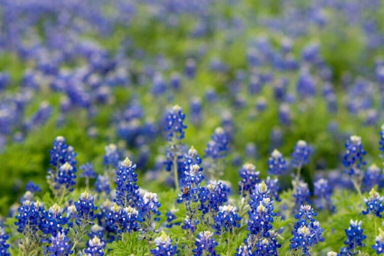 Bluebonnet Care: How To Plant And Grow Like A Pro In 11 Easy Steps