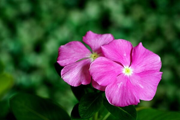 Madagascar Periwinkle Care: 20 Powerful Ways To Grow It - Freeplantscare