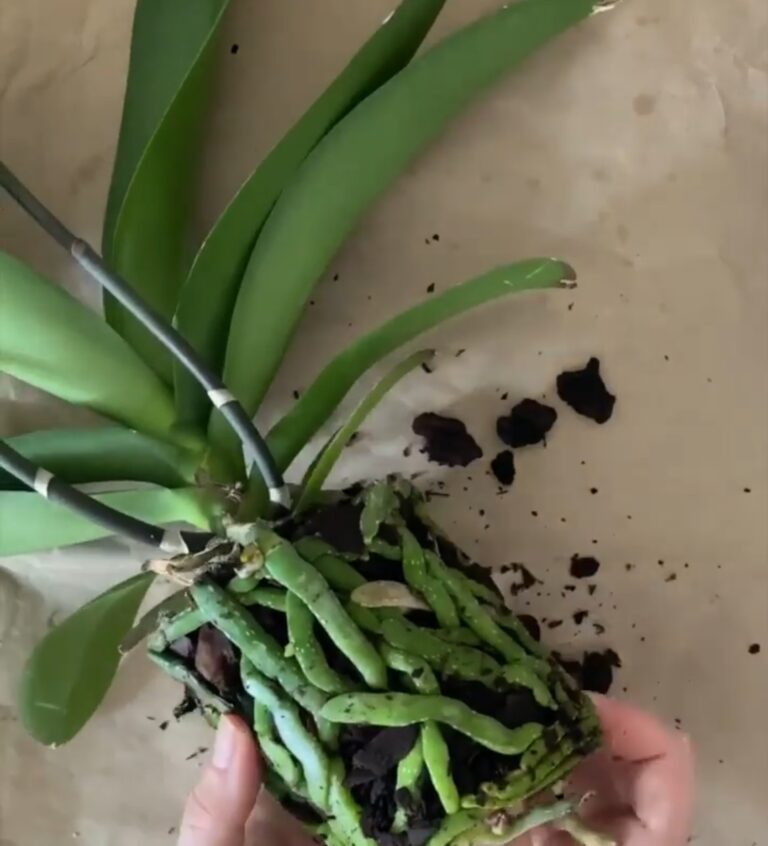 Repotting Orchids: Best 14 Must-Know Steps For First-Time Orchid ...