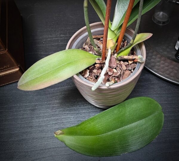 Orchid's Leaf Drop: 12 Causes And Proven Solutions - Freeplantscare