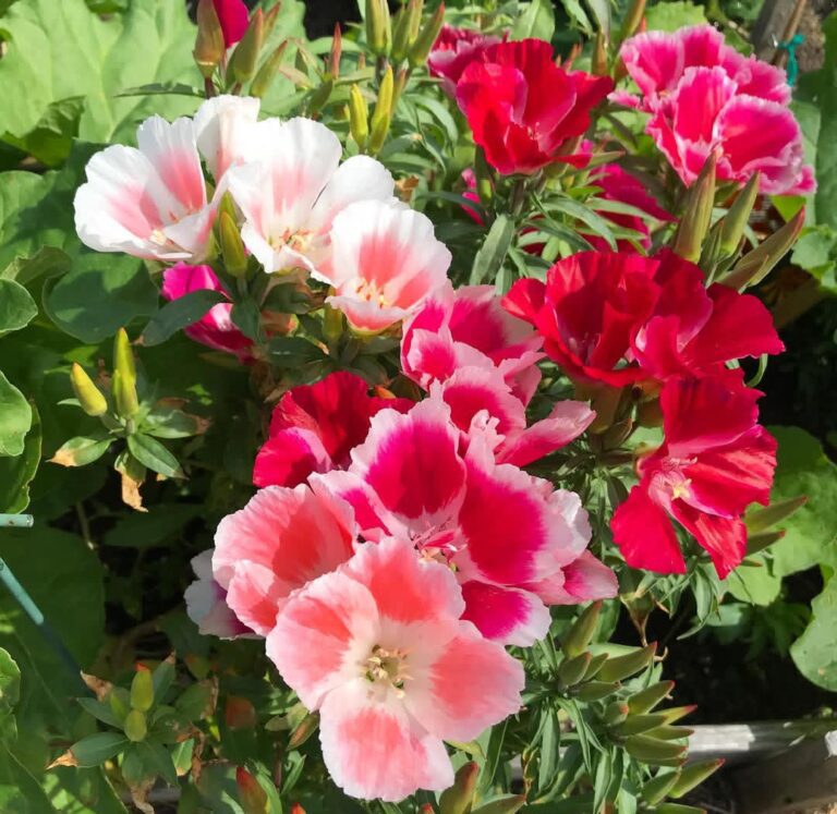 Clarkia Plant: The 101 Best Guide To Caring For This Plant - Freeplantscare