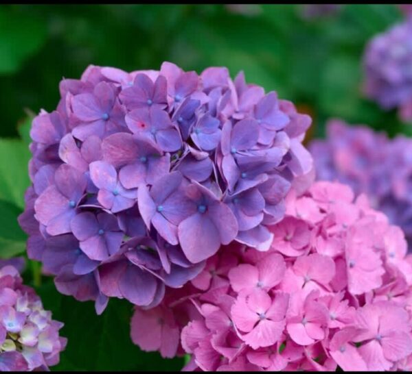 How To Change Hydrangea Color (Blue, Pink, Or Purple) In 15 Easy Steps ...