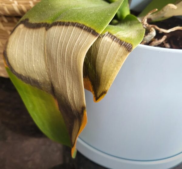 Orchid Sunburn: Problem Overview And Fixes - Freeplantscare