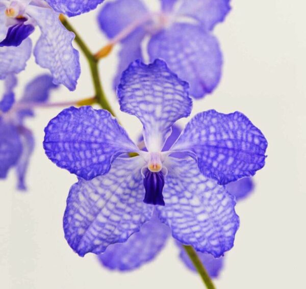 Velamen 101: The Remarkable Water-Absorbing Tissue In Orchid Roots