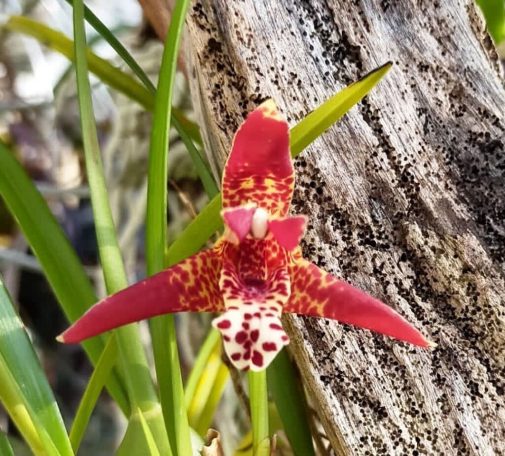 Maxillaria Tenuifolia (Coconut Orchid): 34 Best Dos And Don’ts For A ...